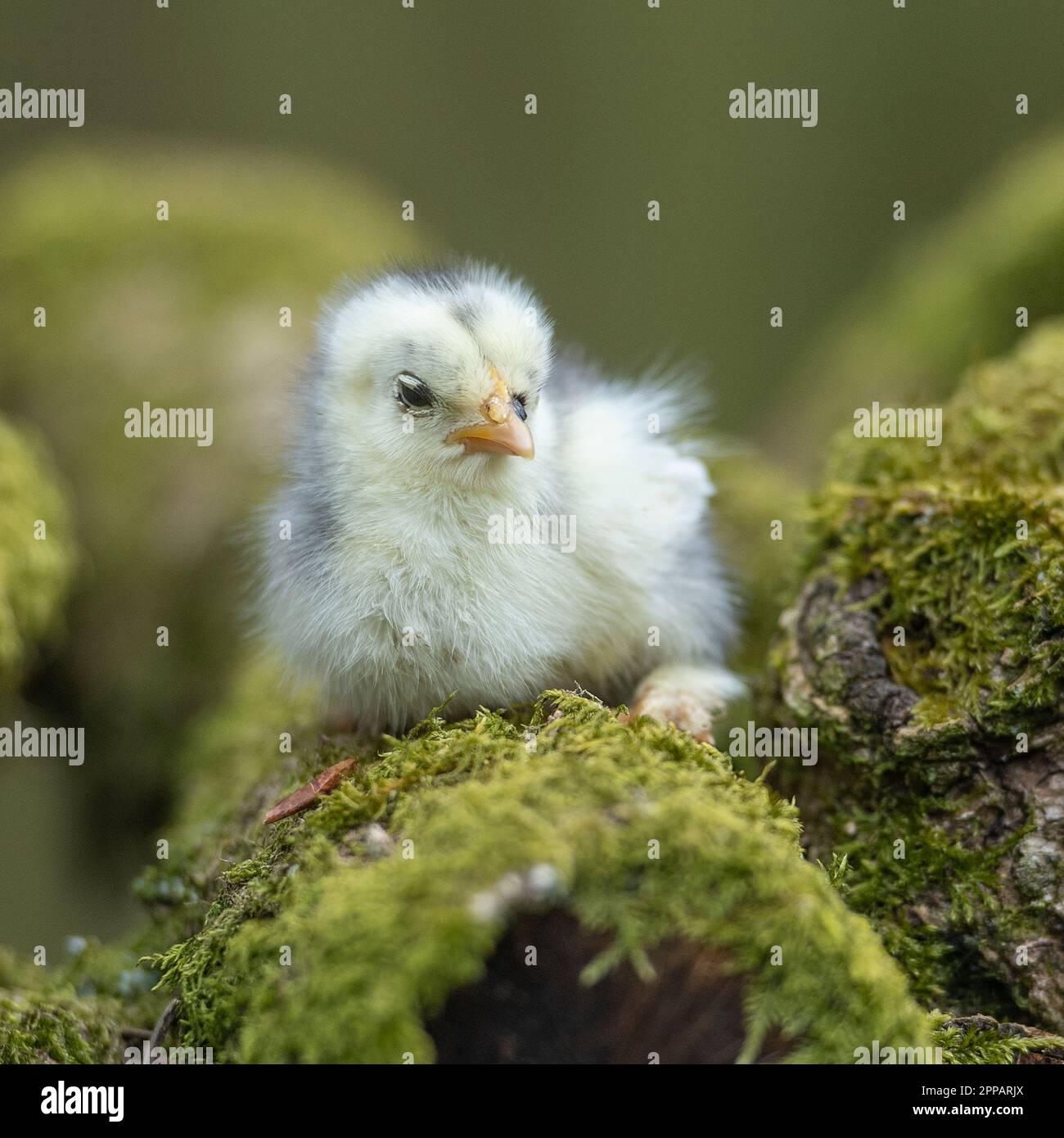 Female and male with chick hi-res stock photography and images - Alamy