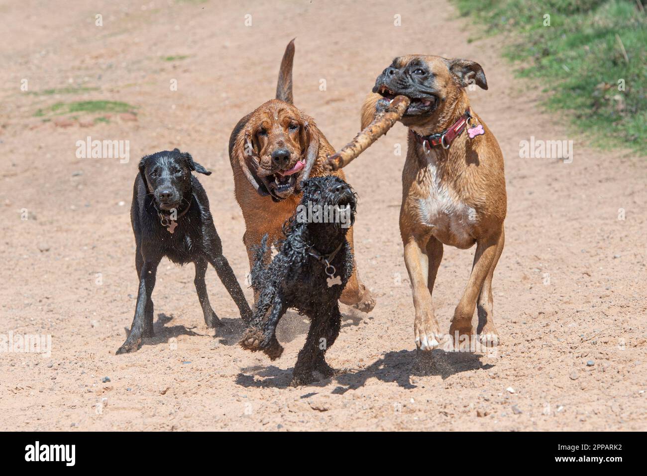 dogs playing with a big stick Stock Photo - Alamy