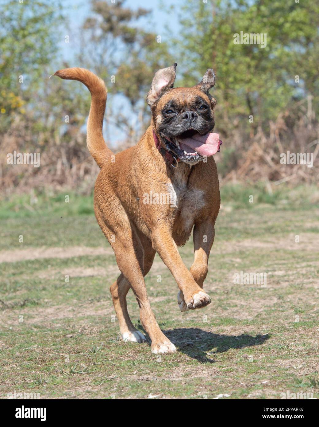boxer dog running towards camera Stock Photo - Alamy