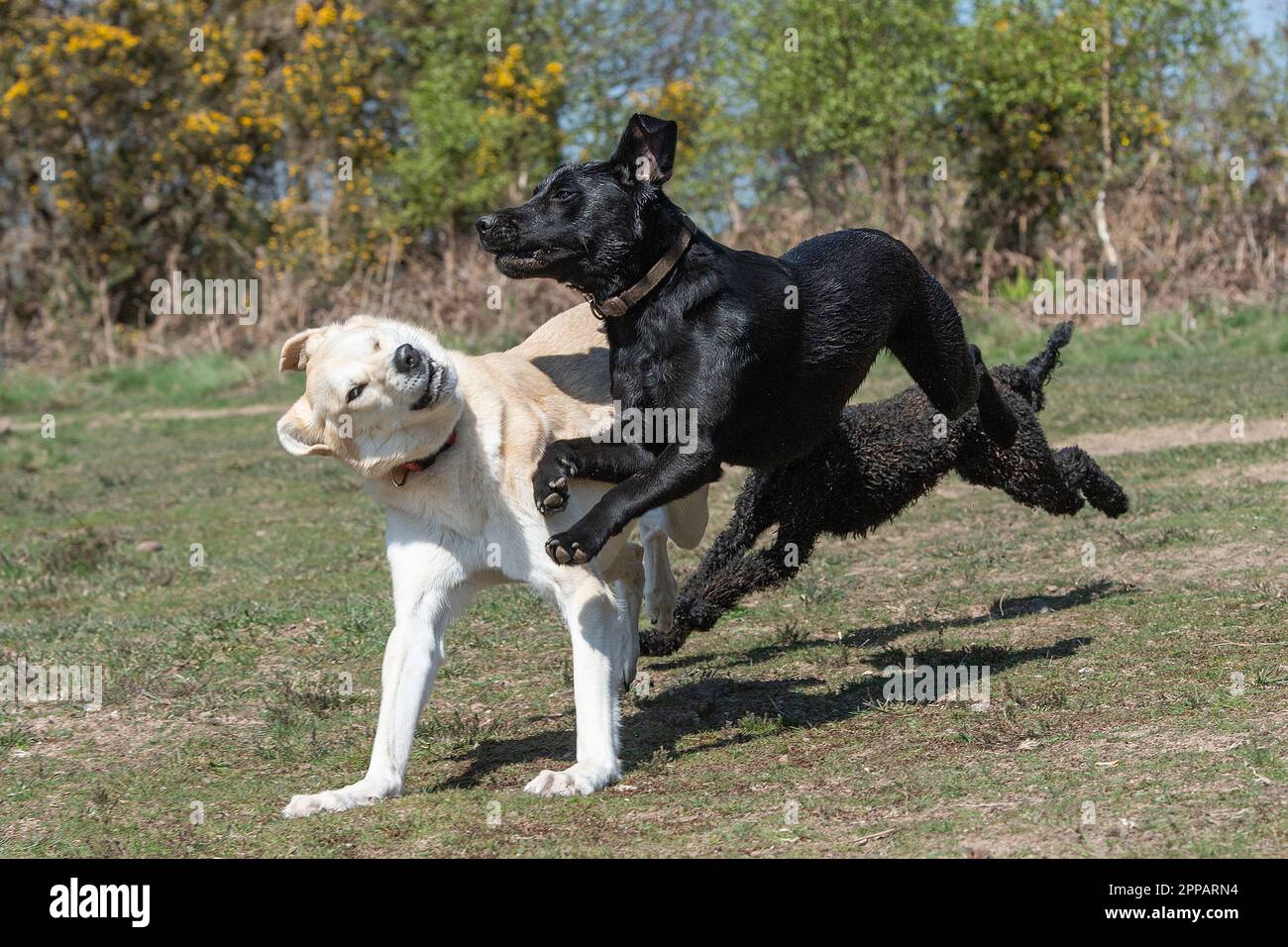 Boisterous behaviour hi-res stock photography and images - Alamy