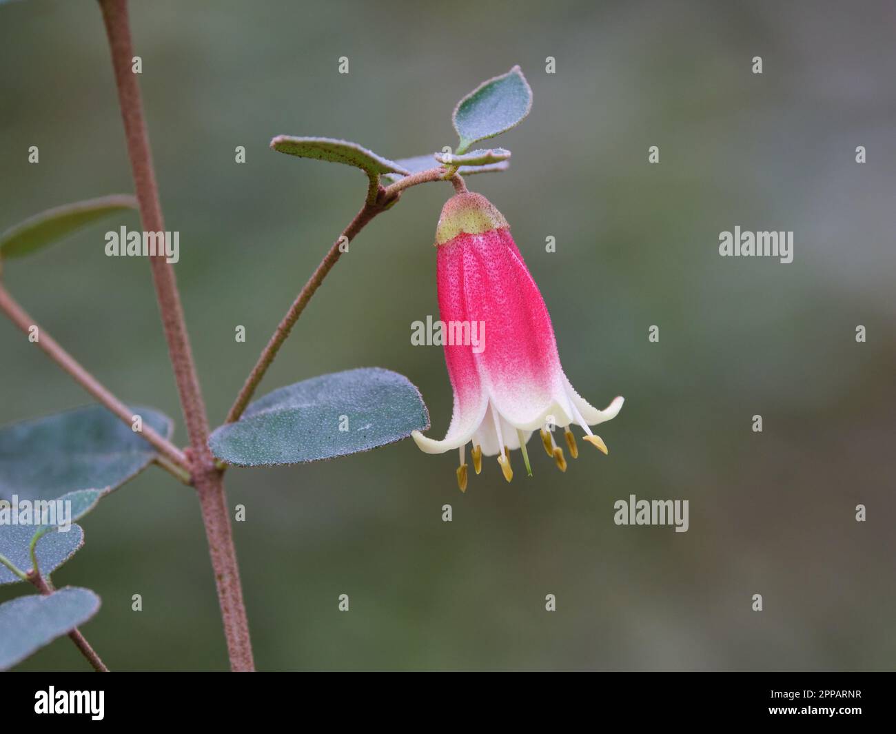 Correa Canberra Bells Stock Photo - Alamy