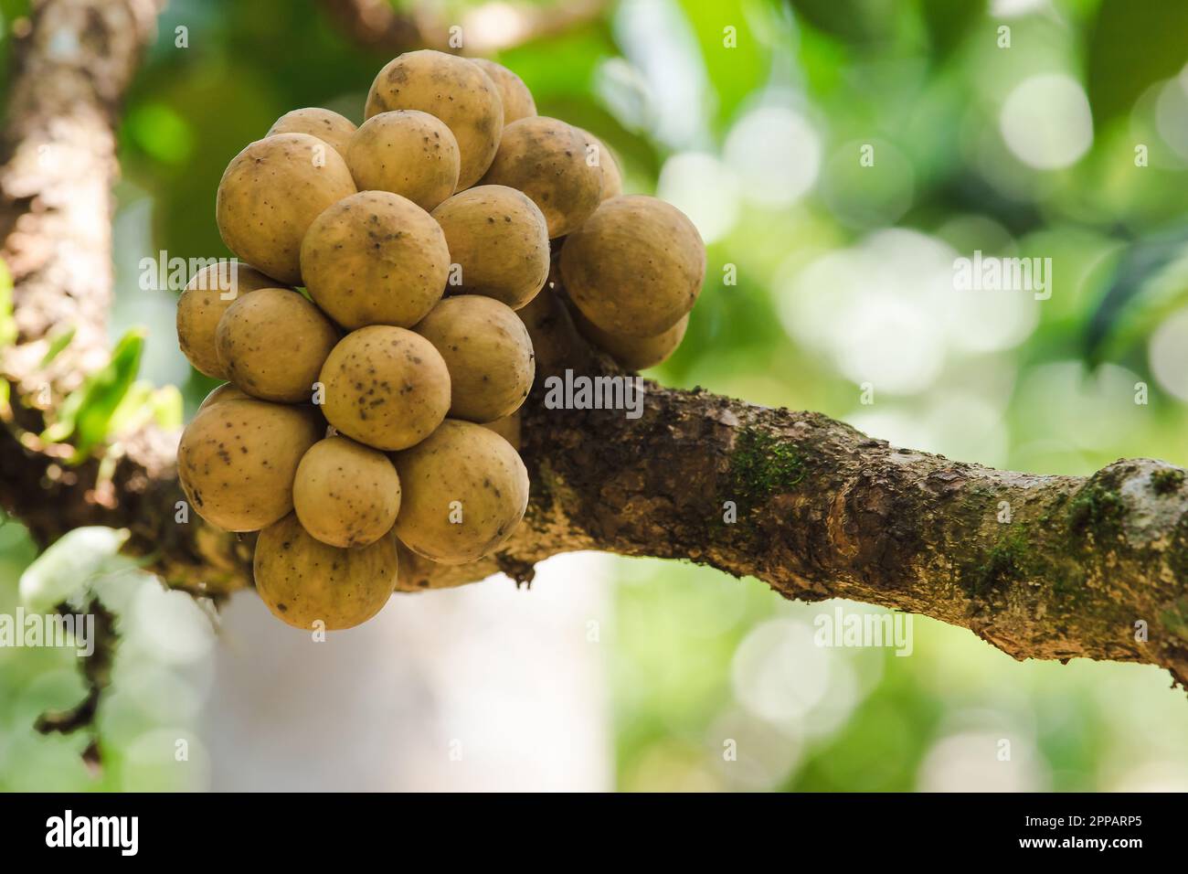 Spherical yellow fruit hi-res stock photography and images - Alamy