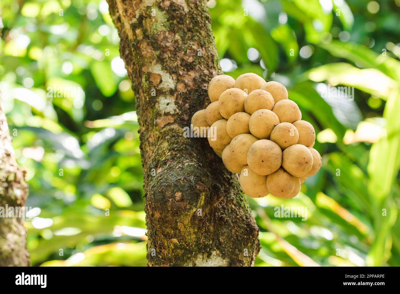 Lansium domesticum, tropical fruit, has a sweet taste, spherical, thick ...