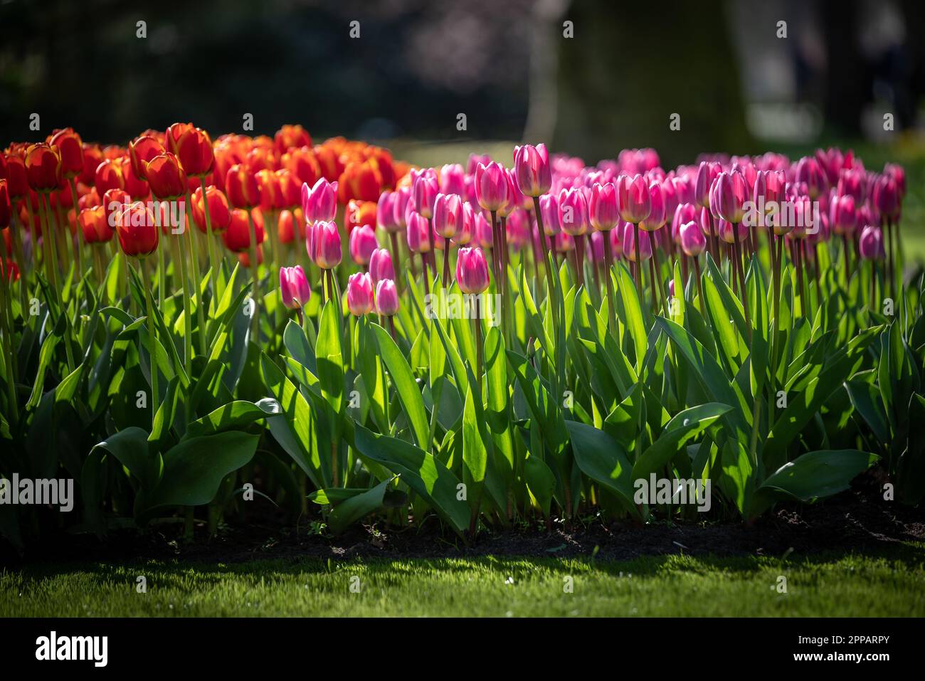 Holland type flower garden for example the Keukenhof botanique garden ...