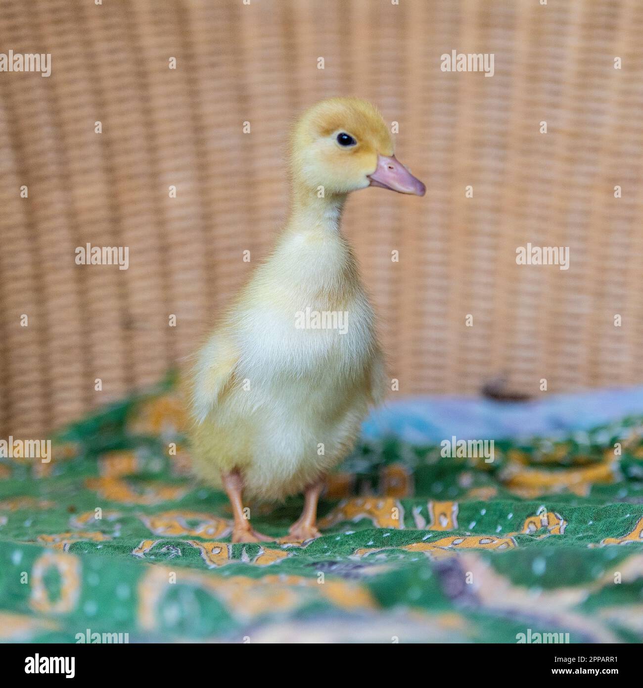 Male duckling hi-res stock photography and images - Alamy