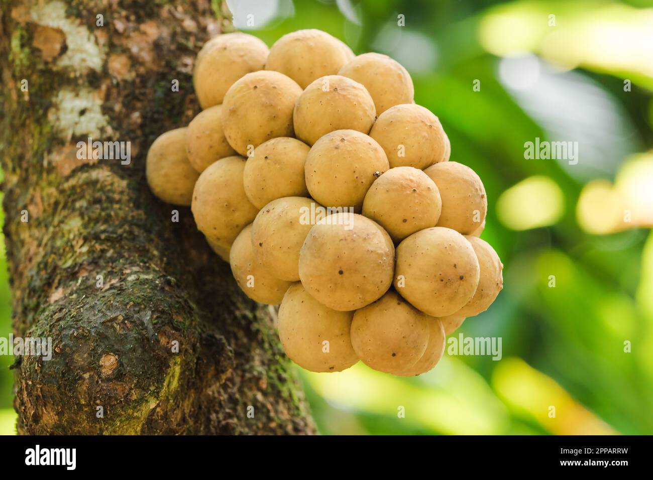 Lansium domesticum, tropical fruit, has a sweet taste, spherical, thick ...
