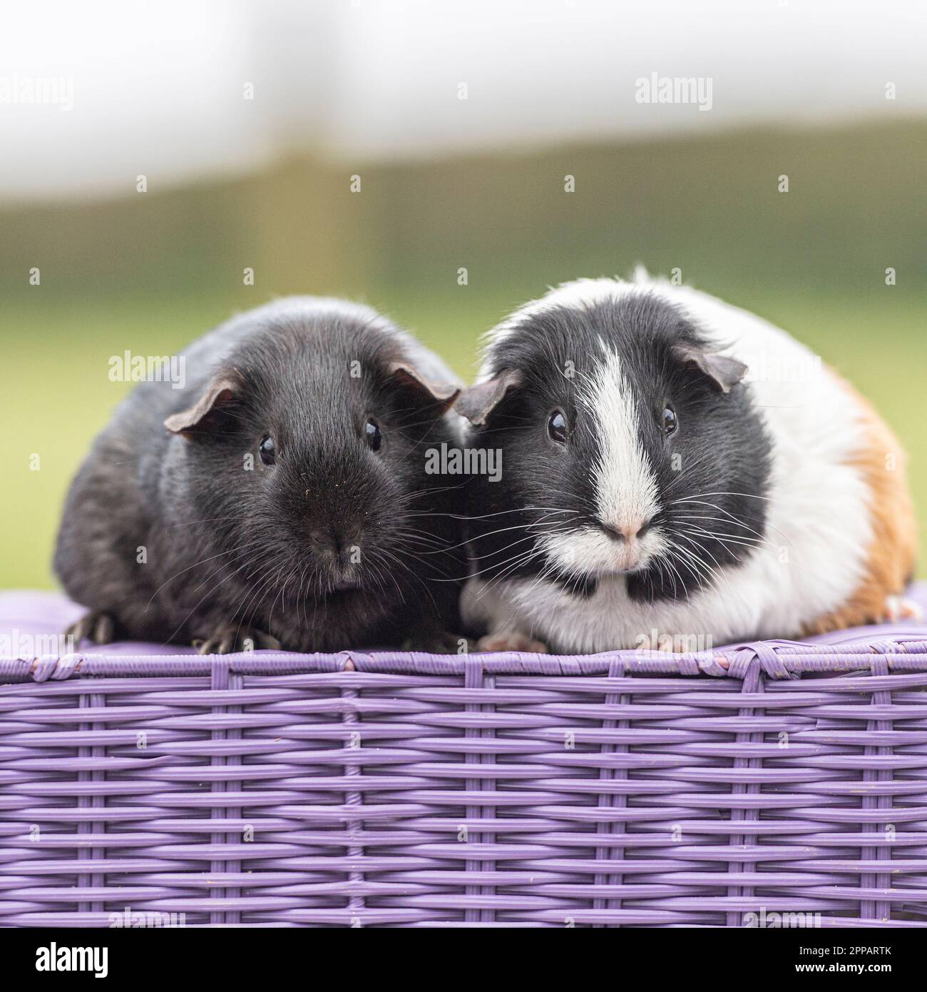 two guinea pigs Stock Photo - Alamy
