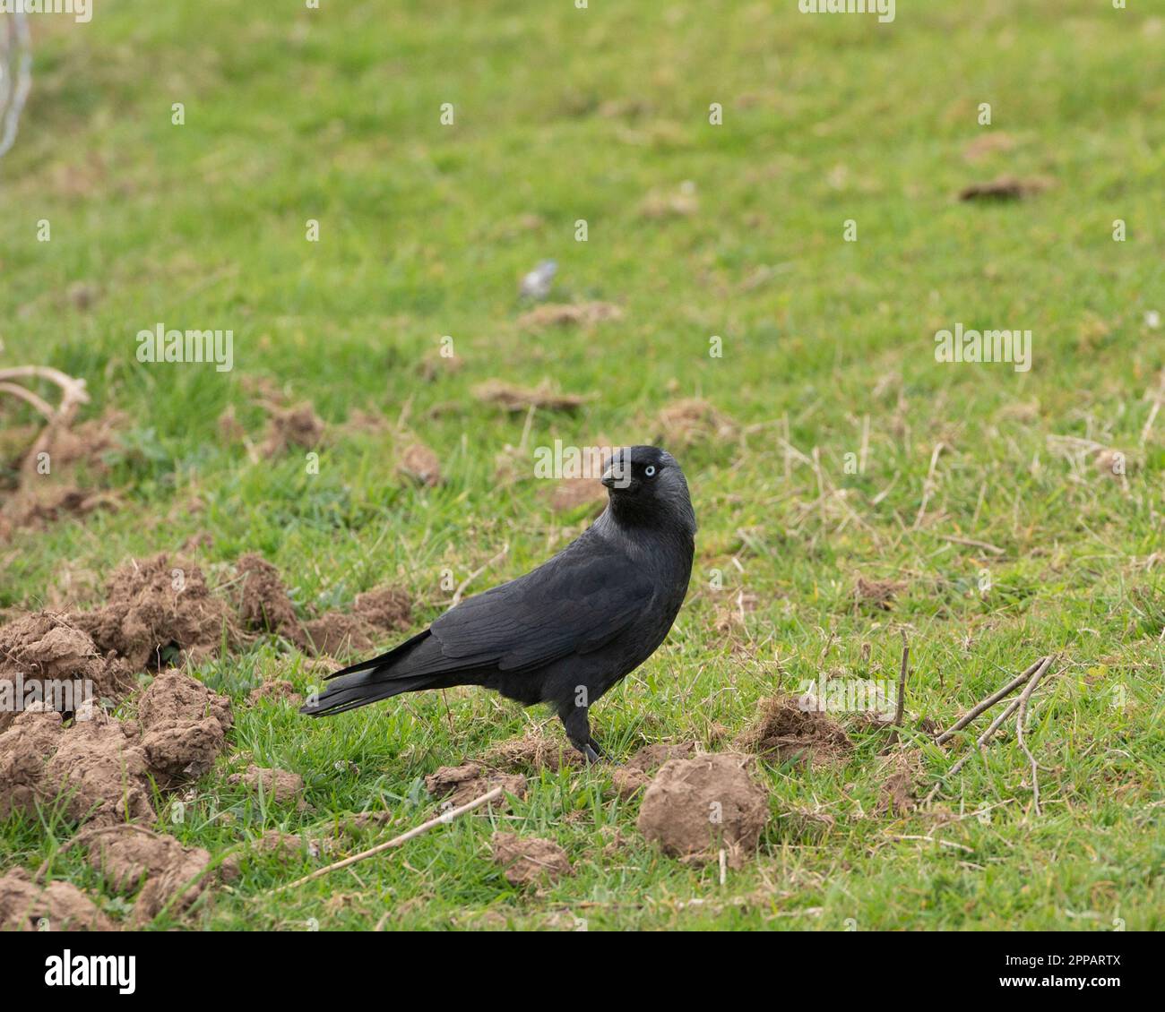 Jackdaw side view hi-res stock photography and images - Alamy