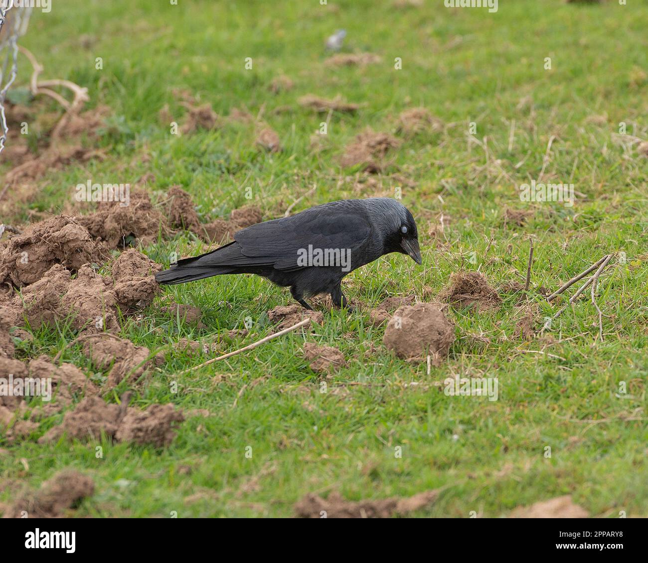 Jackdaw side view hi-res stock photography and images - Alamy