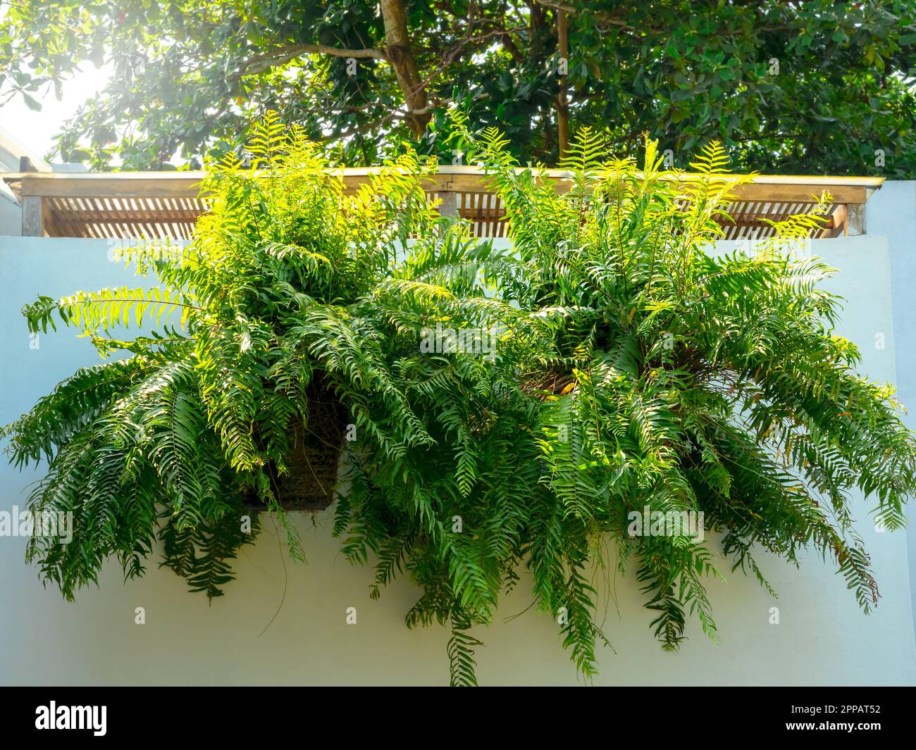 Boston fern plant (Nephrolepis exaltata Bostoniensis) hanging on basket ...
