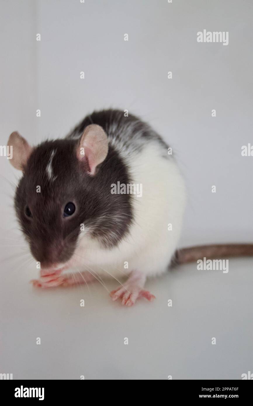 Rat sitting on hind legs hi-res stock photography and images - Alamy
