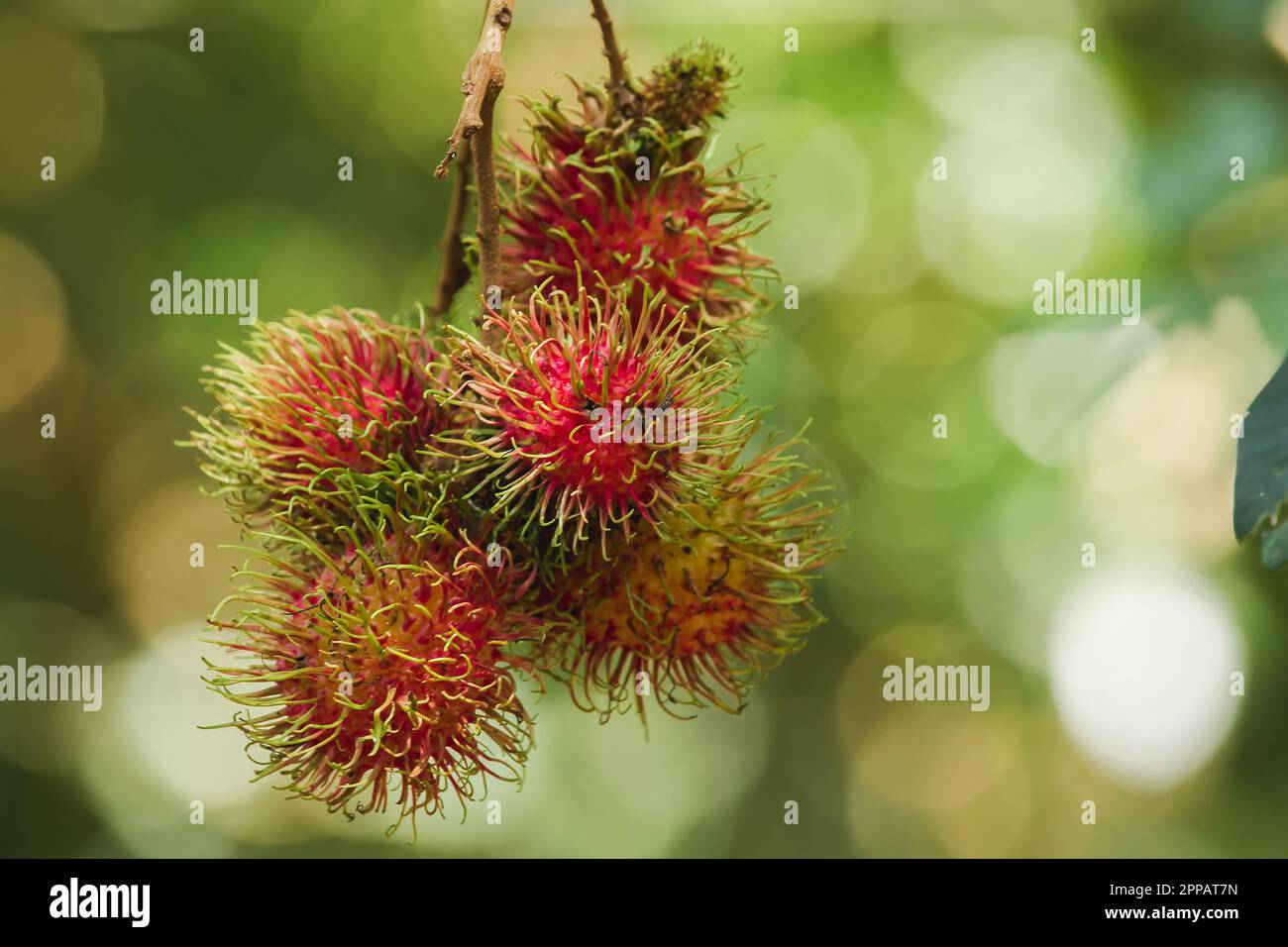 Rambutan on the tree is a sweet fruit That many people like Popular in ...