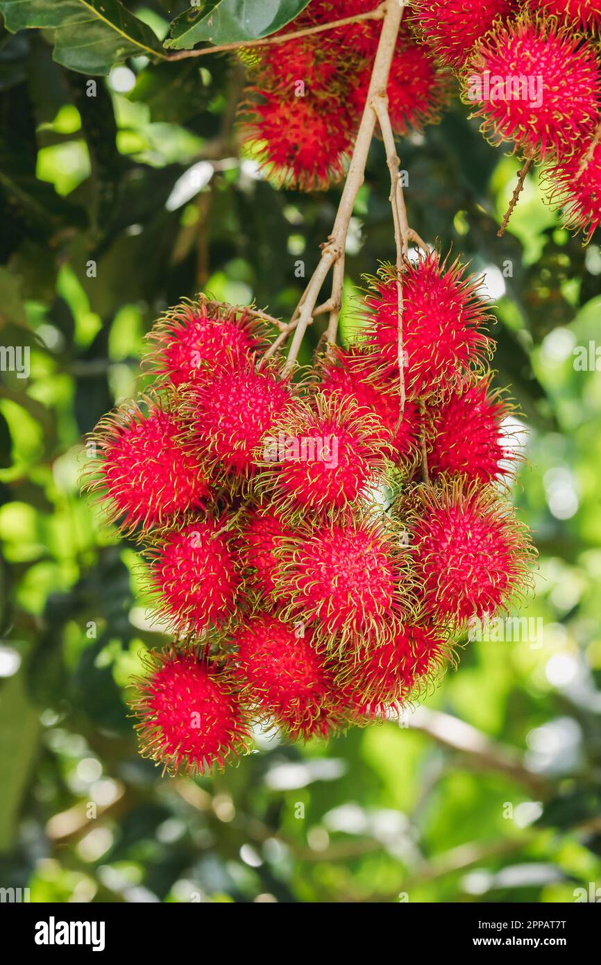 Rambutan on the tree is a sweet fruit That many people like Popular in ...