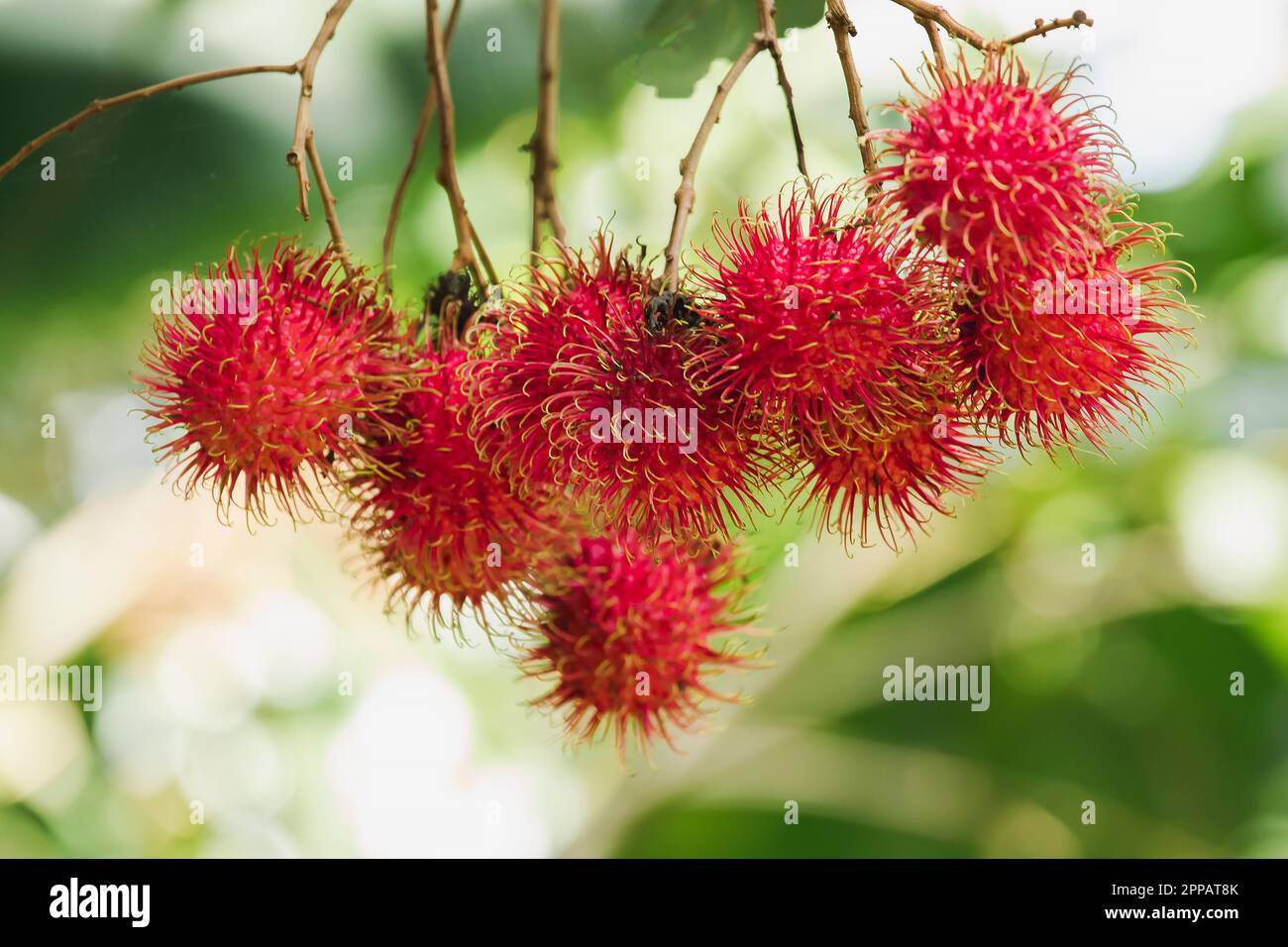 Rambutan on the tree is a sweet fruit That many people like Popular in ...