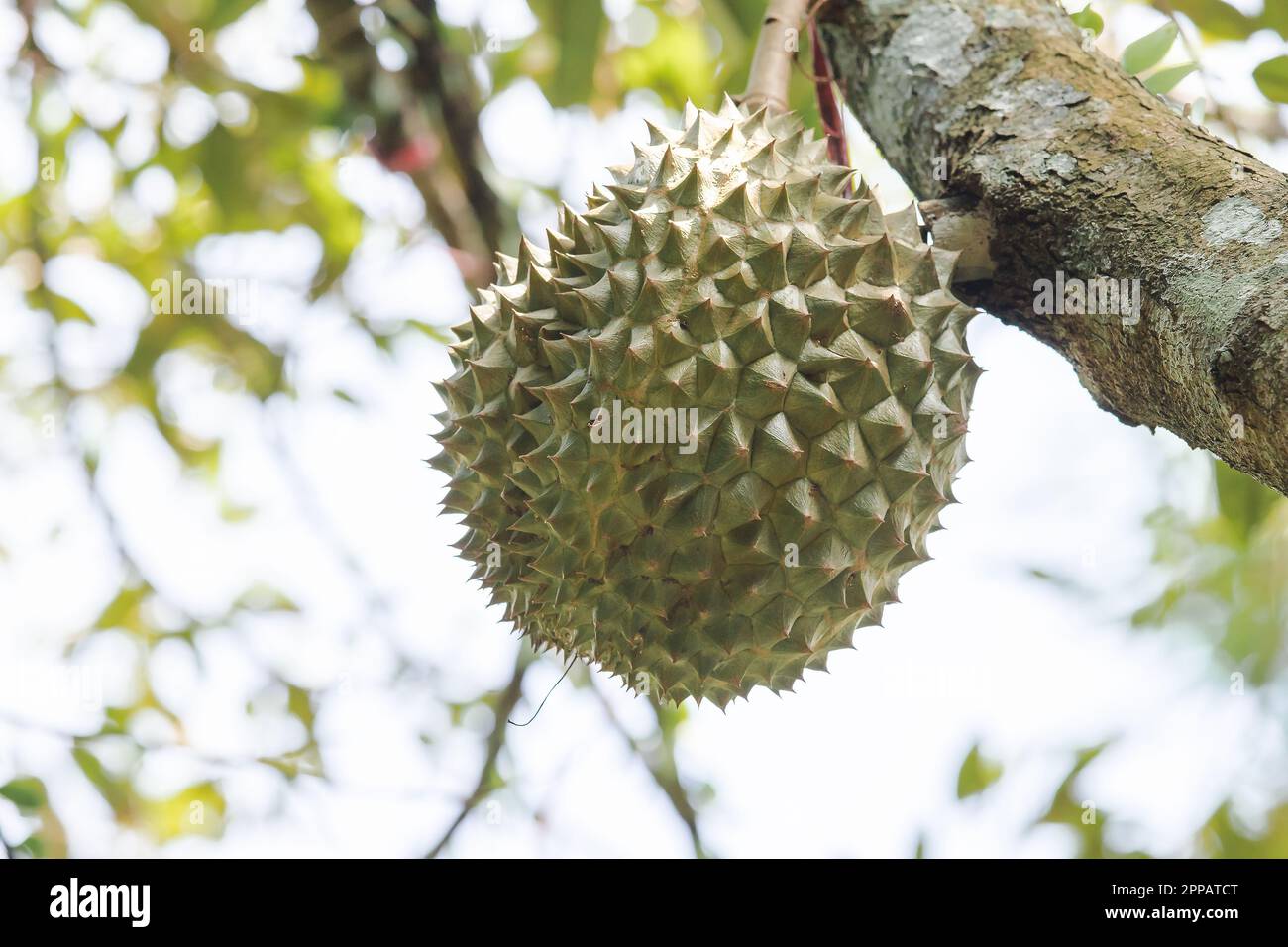 Durian is known as "The King of Fruits" and the meat is delicious Stock ...