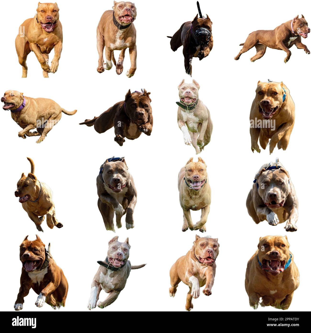 American Staffordshire Terrier dog collage running catching hunting ...