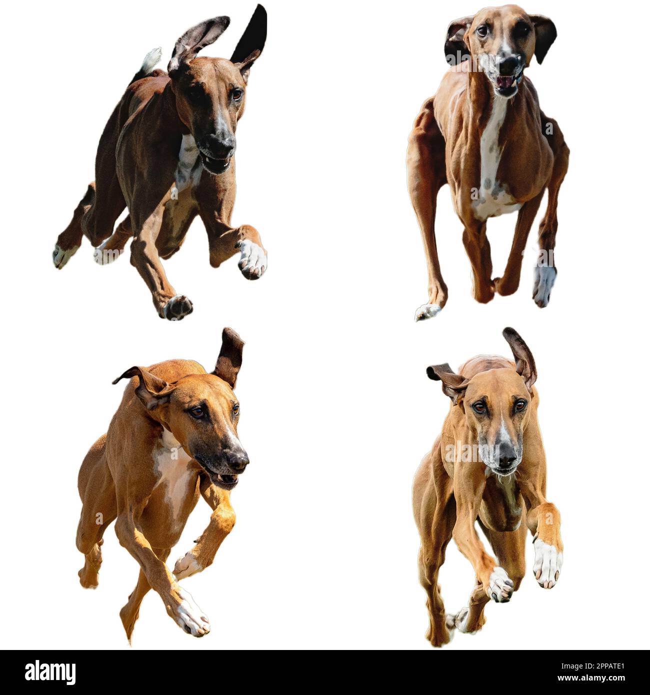 Azawakh dog collage running catching hunting straight on camera ...