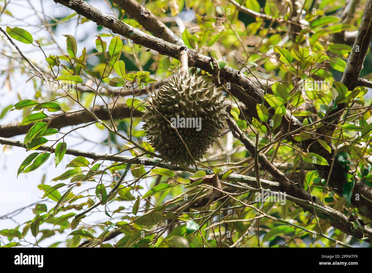Durian is known as "The King of Fruits" and the meat is delicious Stock ...