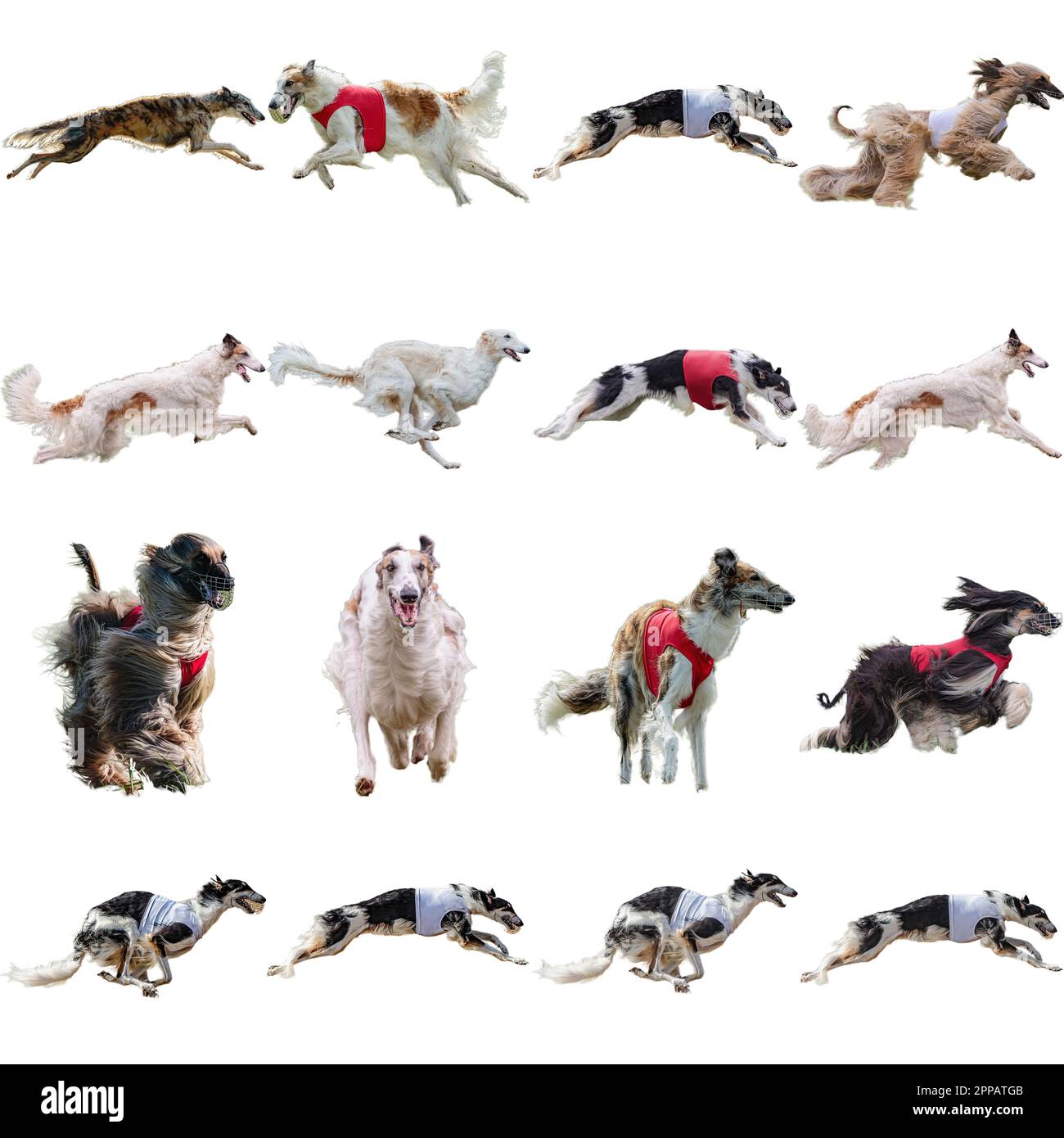 Borzoi dog collage running catching hunting straight on camera isolated ...