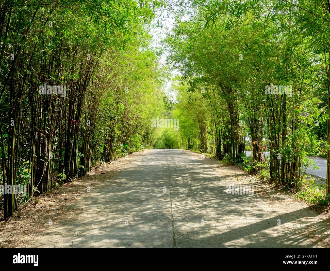 Bamboo forest road way background. Empty concrete street heading to the ...