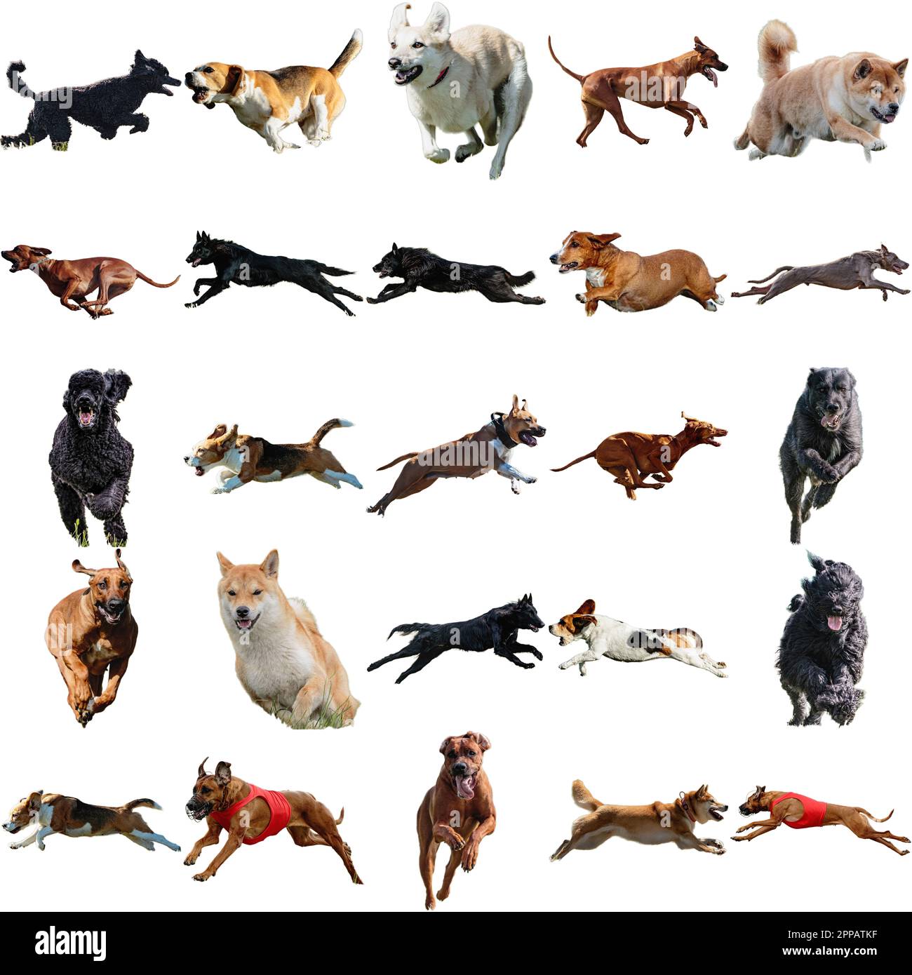 Miscekkaneous dog collage running catching hunting straight on camera ...