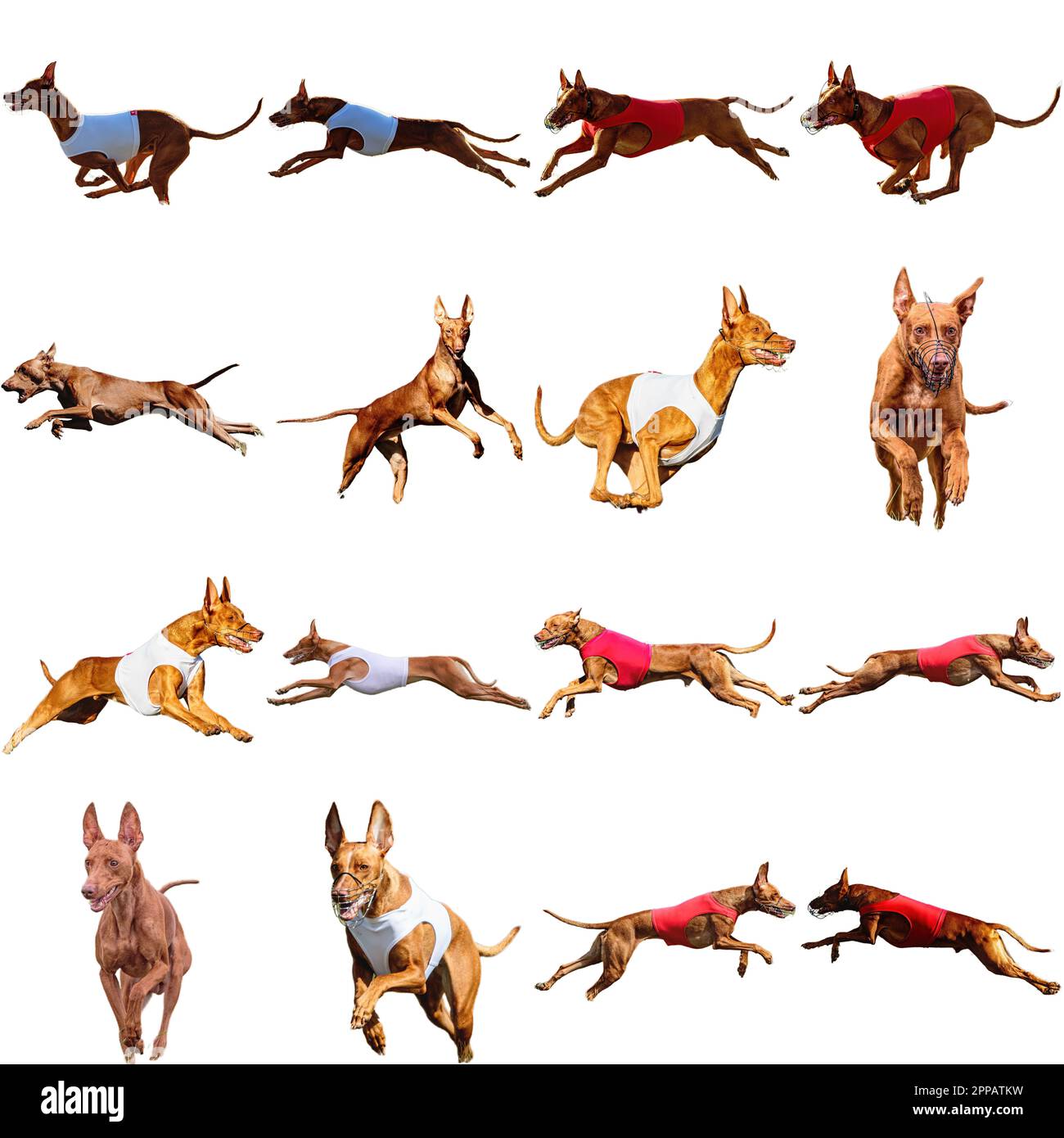 Pharaoh Hound dog collage running catching hunting straight on camera ...