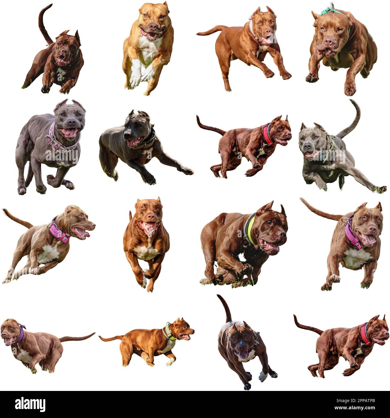 Pit Bull dog collage running catching hunting straight on camera ...