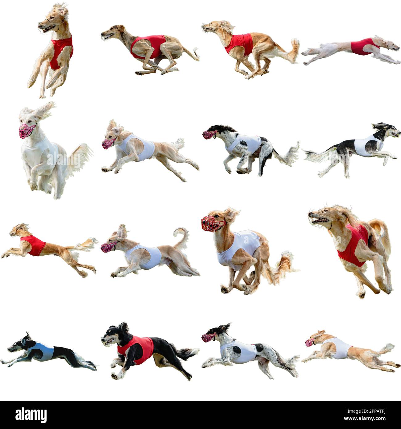 Saluki Running Speed