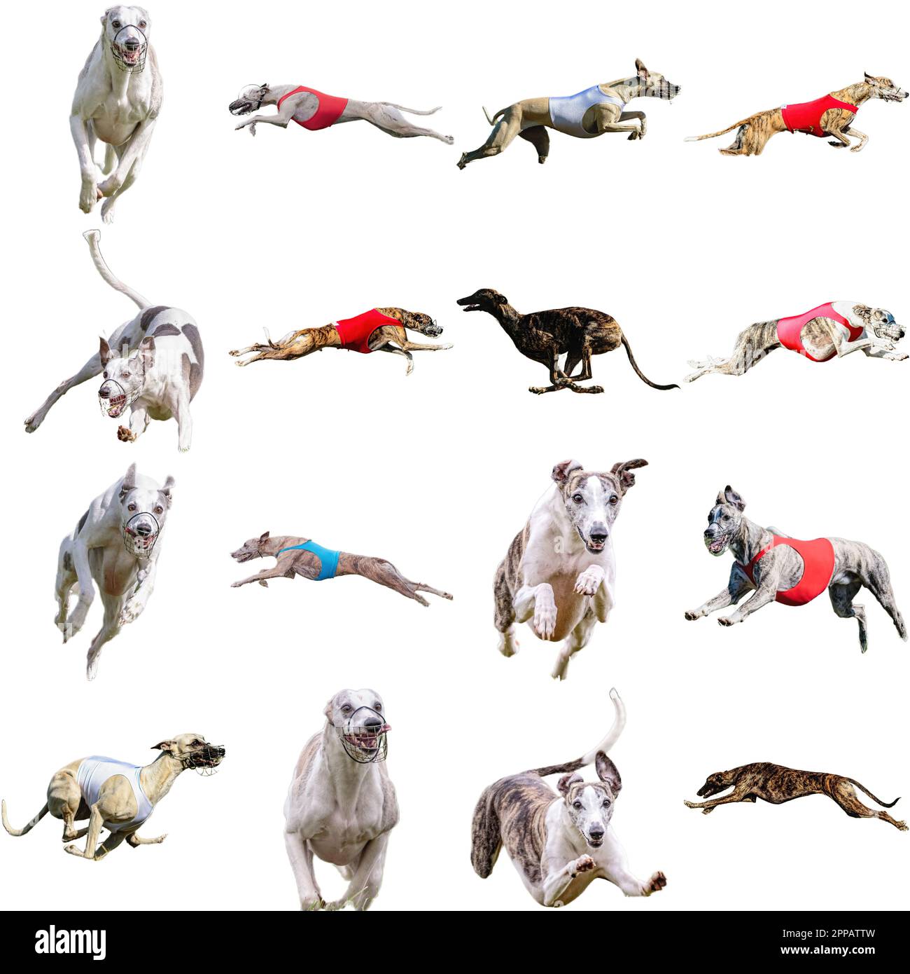 Whippet sprinter dog collage running catching hunting straight on ...