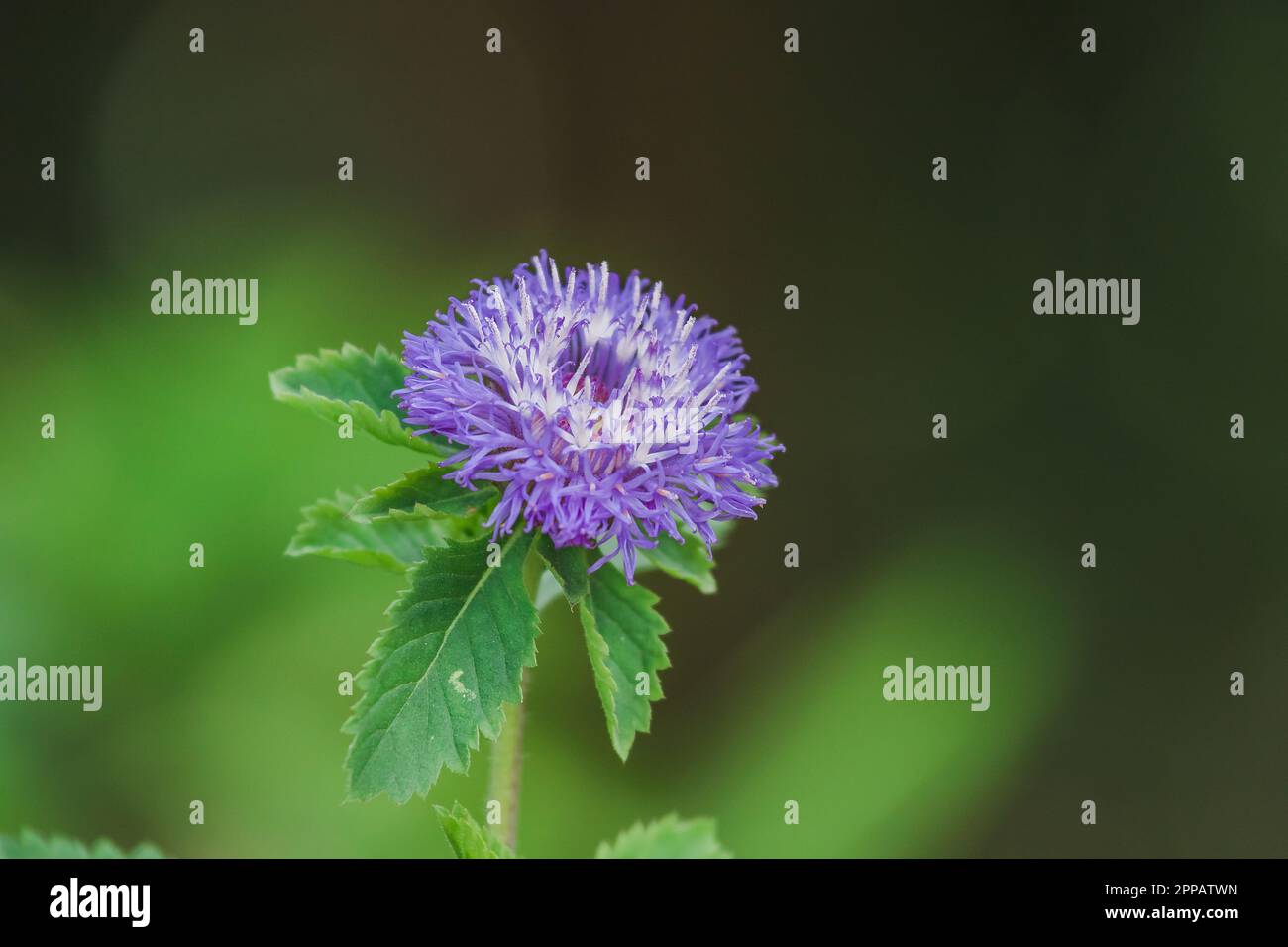 Brazil button flower is a bright purple flower that likes the sun Stock ...