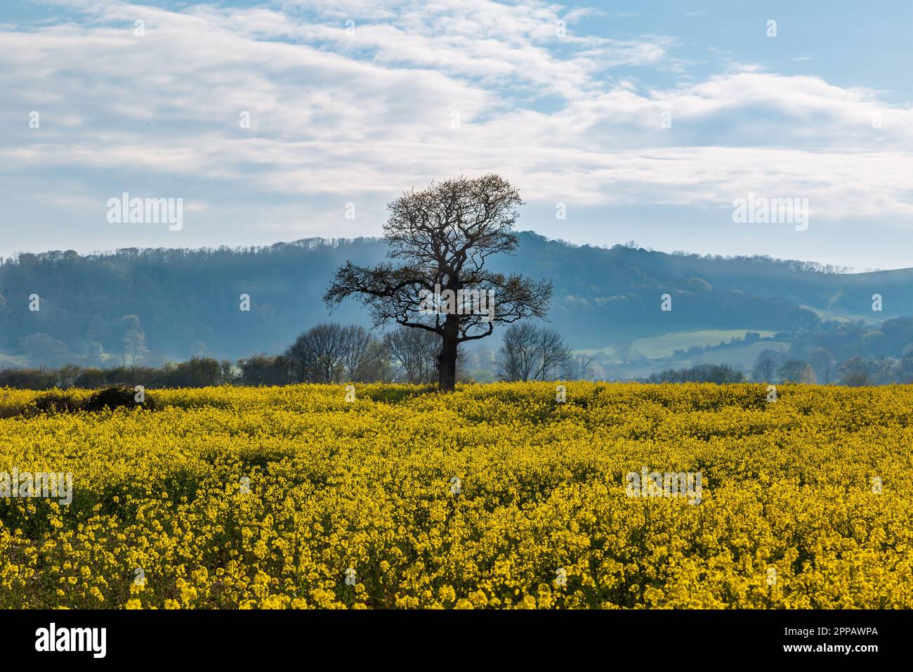 A tree in a field of rapeseed crops with the hills of the South Downs ...