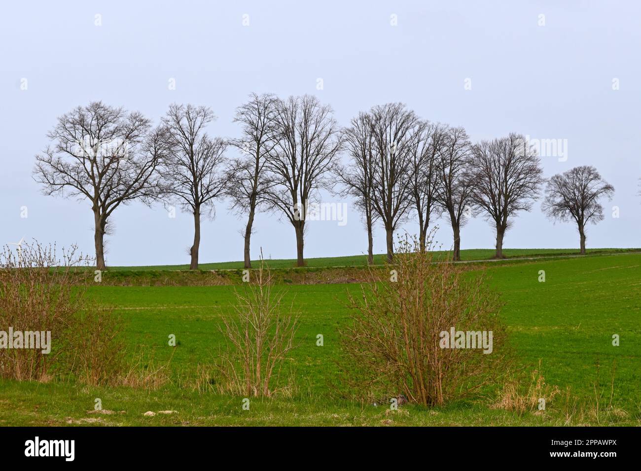 Trees growing in a row. Green fields. Rural spring landscape Stock ...