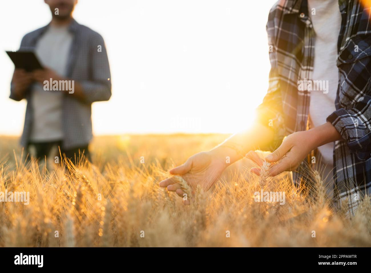 Farmers touches the ears of wheat on an agricultural field. High ...