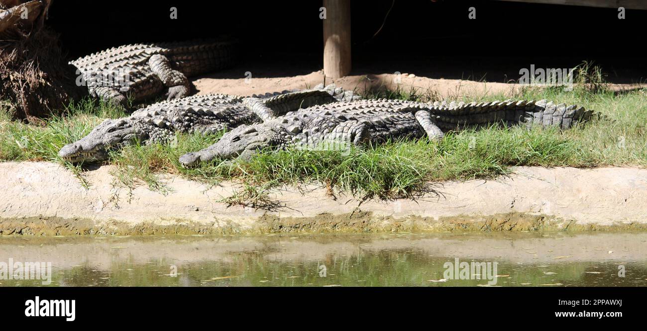 Nile crocodiles (Crocodylus niloticus) basking in the sun : (pix Sanjiv ...