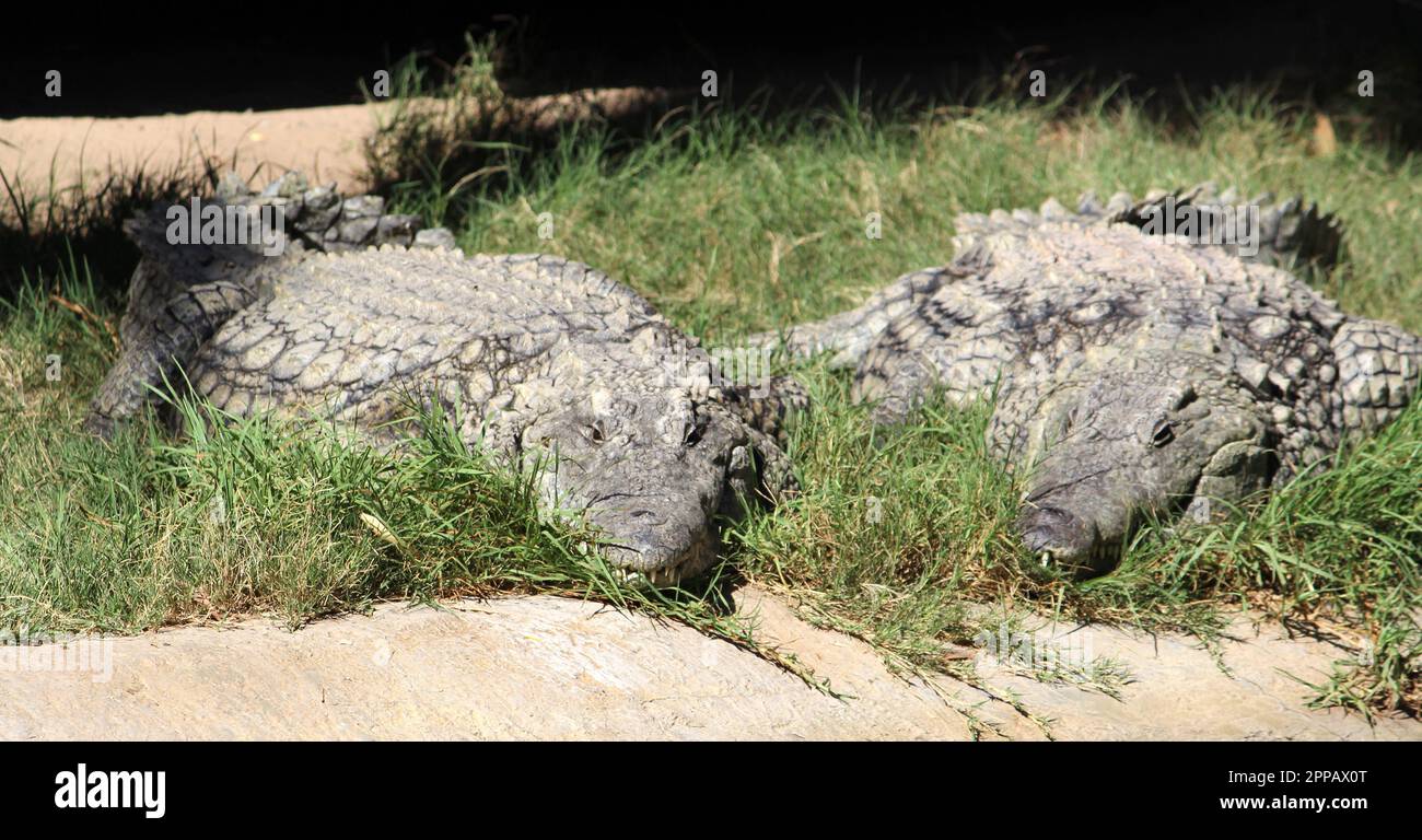 Nile crocodiles (Crocodylus niloticus) basking in the sun : (pix Sanjiv ...