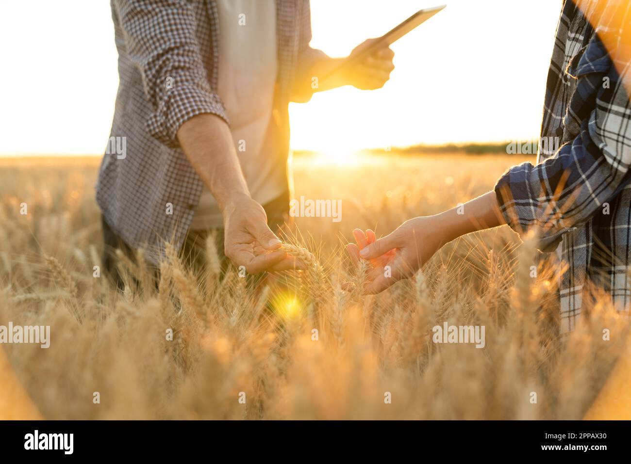 Farmers touches the ears of wheat on an agricultural field. High ...