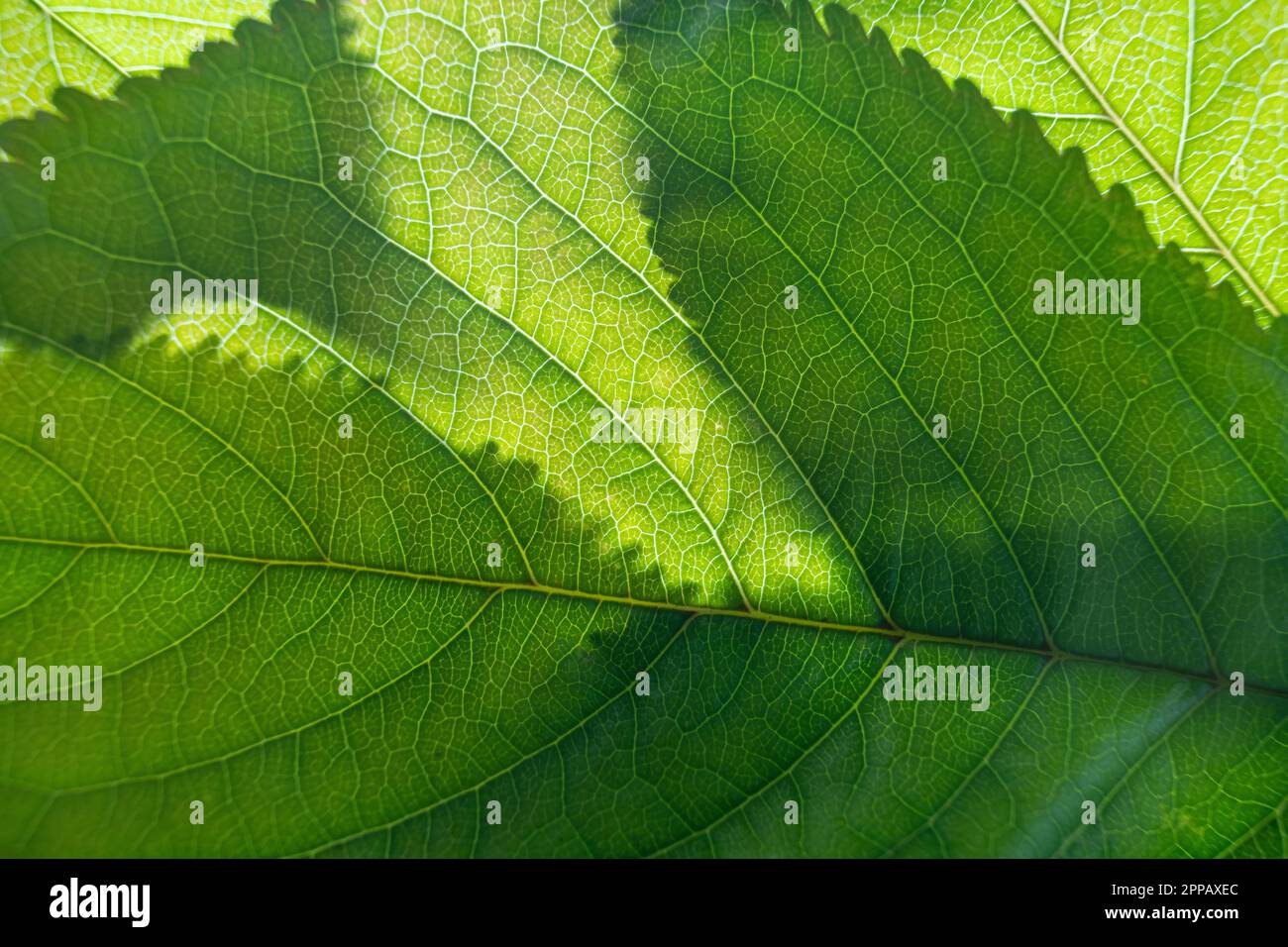 High leaf hi-res stock photography and images - Alamy