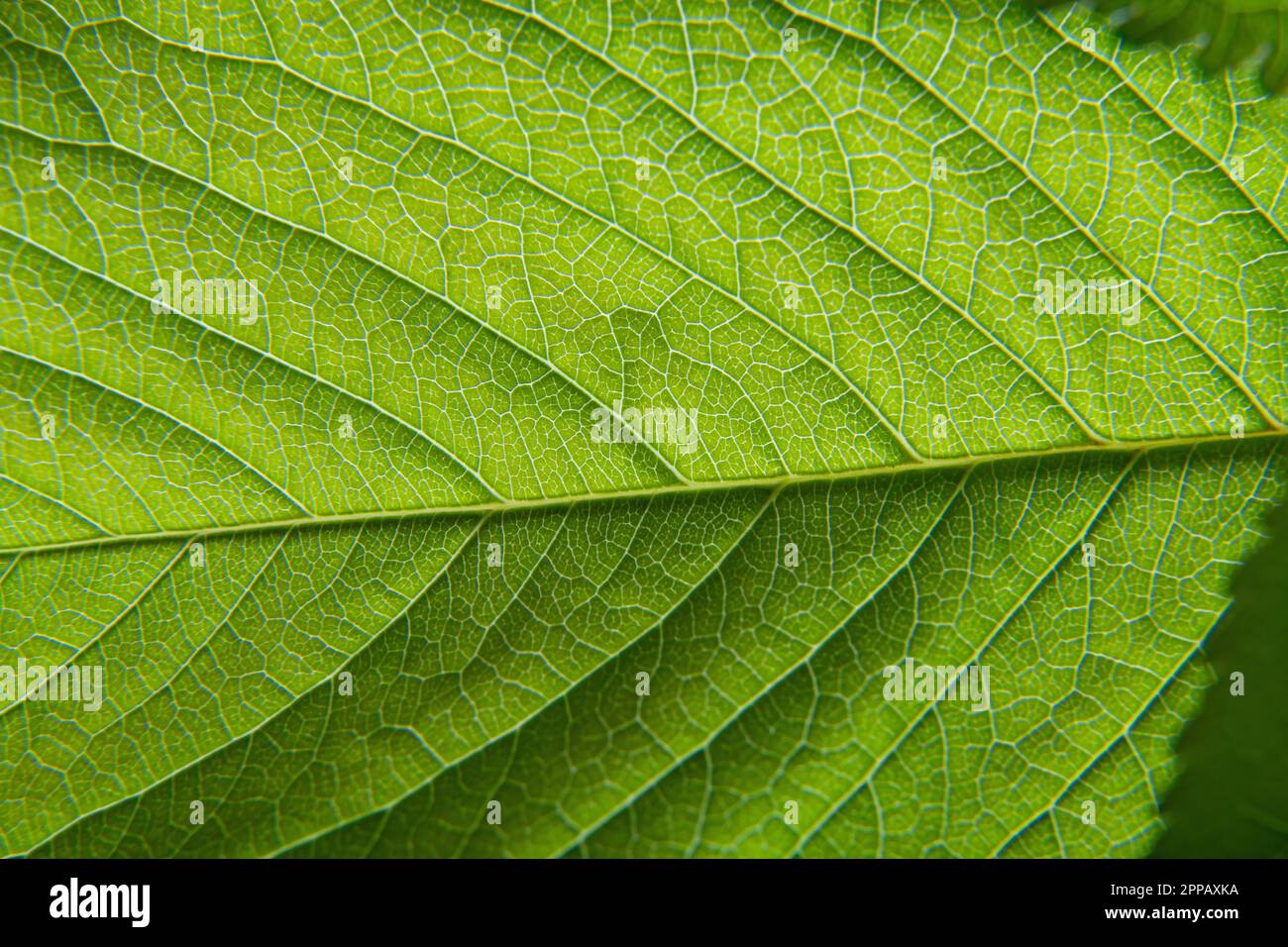 Photo of tree leaf hi-res stock photography and images - Alamy