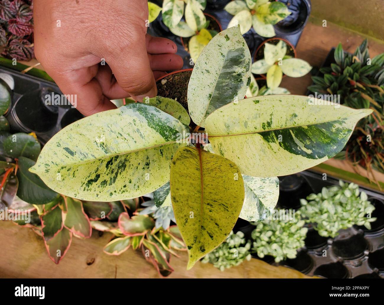 Ficus shivereana hi-res stock photography and images - Alamy