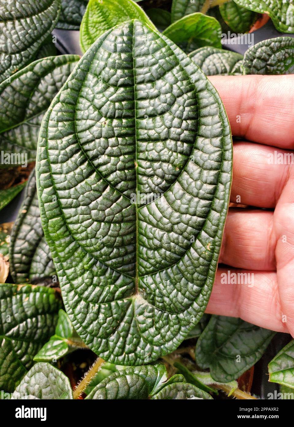 Beautiful textured oval leaf of Piper Parmatum, a rare tropical plant ...