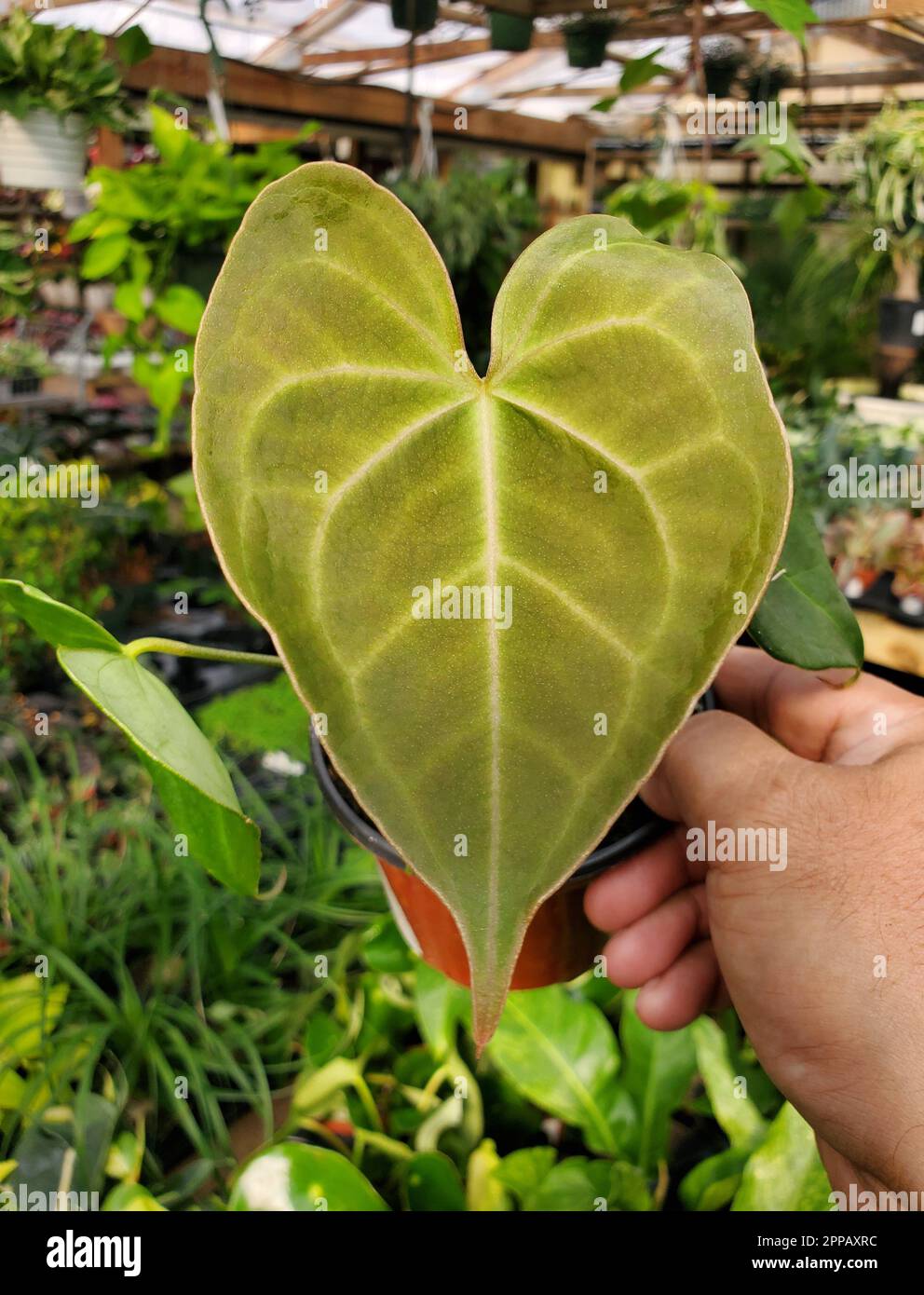 Close up of the love shape leaf of Anthurium Pterodactyl seedling, a ...