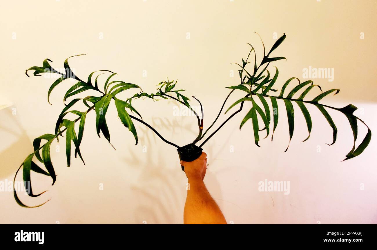 Unique leaves of Philodendron Polypodioides, a rare and exotic ...