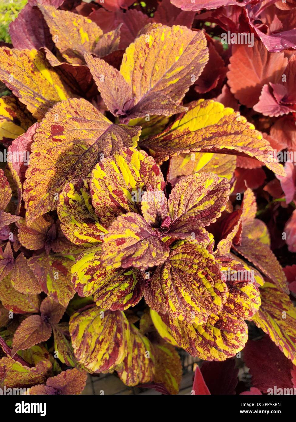 The vibrant color leaves of Coleus Sun Sultry Skies, an annual plant ...