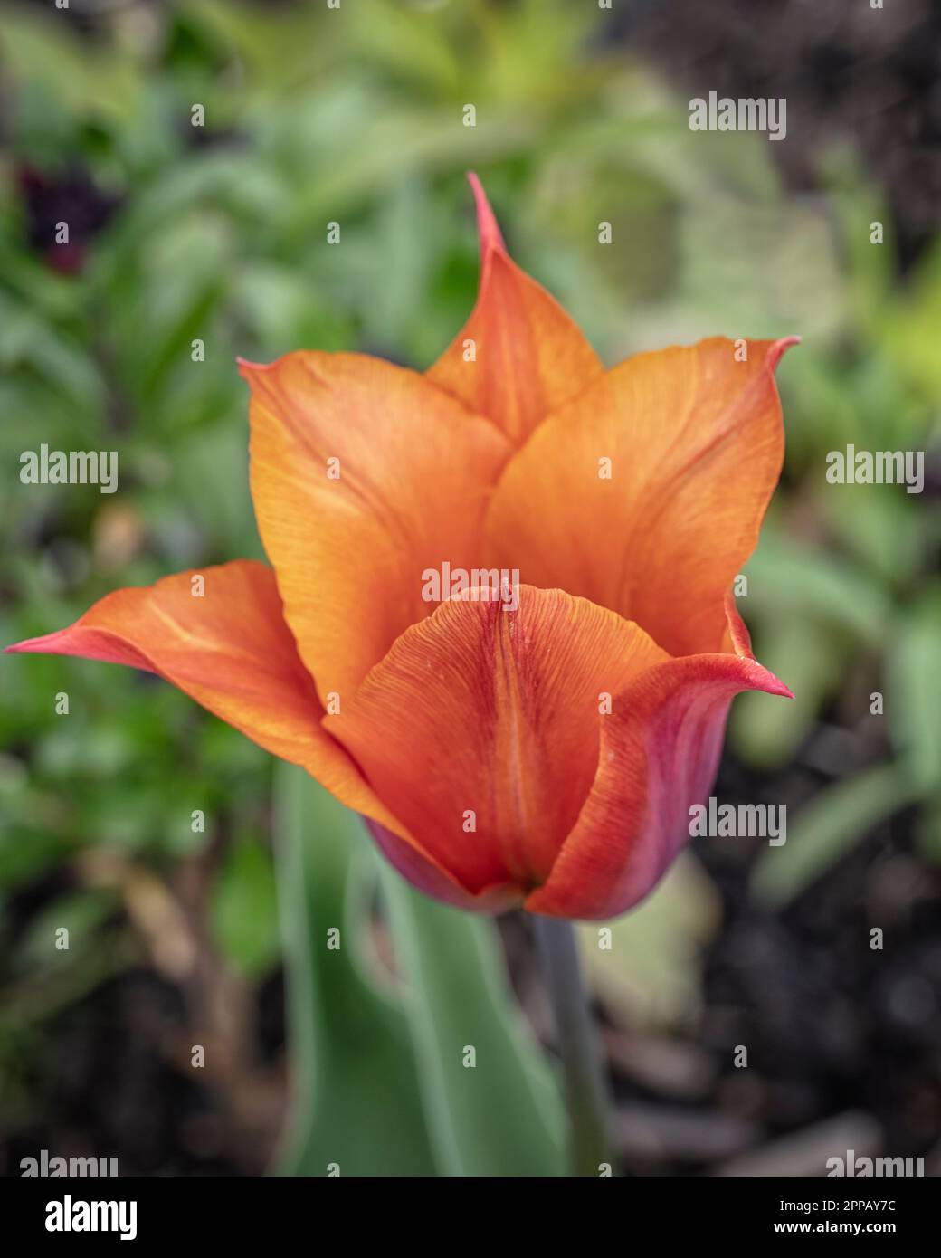 Tulip ' Praestans'' Stock Photo - Alamy