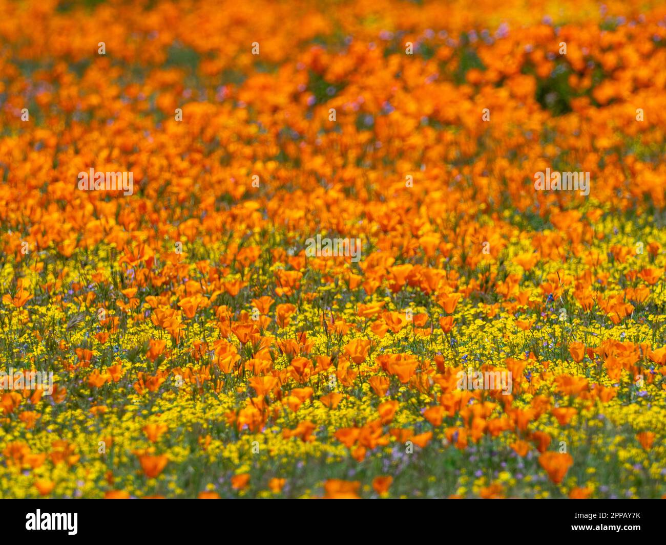 The amazing superbloom of flowers at the Antelope Valley Poppy Preserve ...