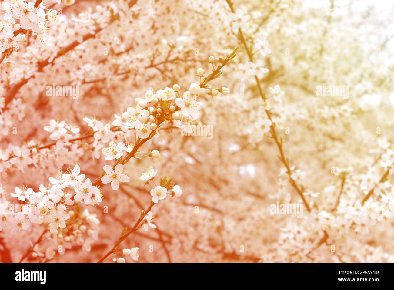 Cherry texture hi-res stock photography and images - Alamy