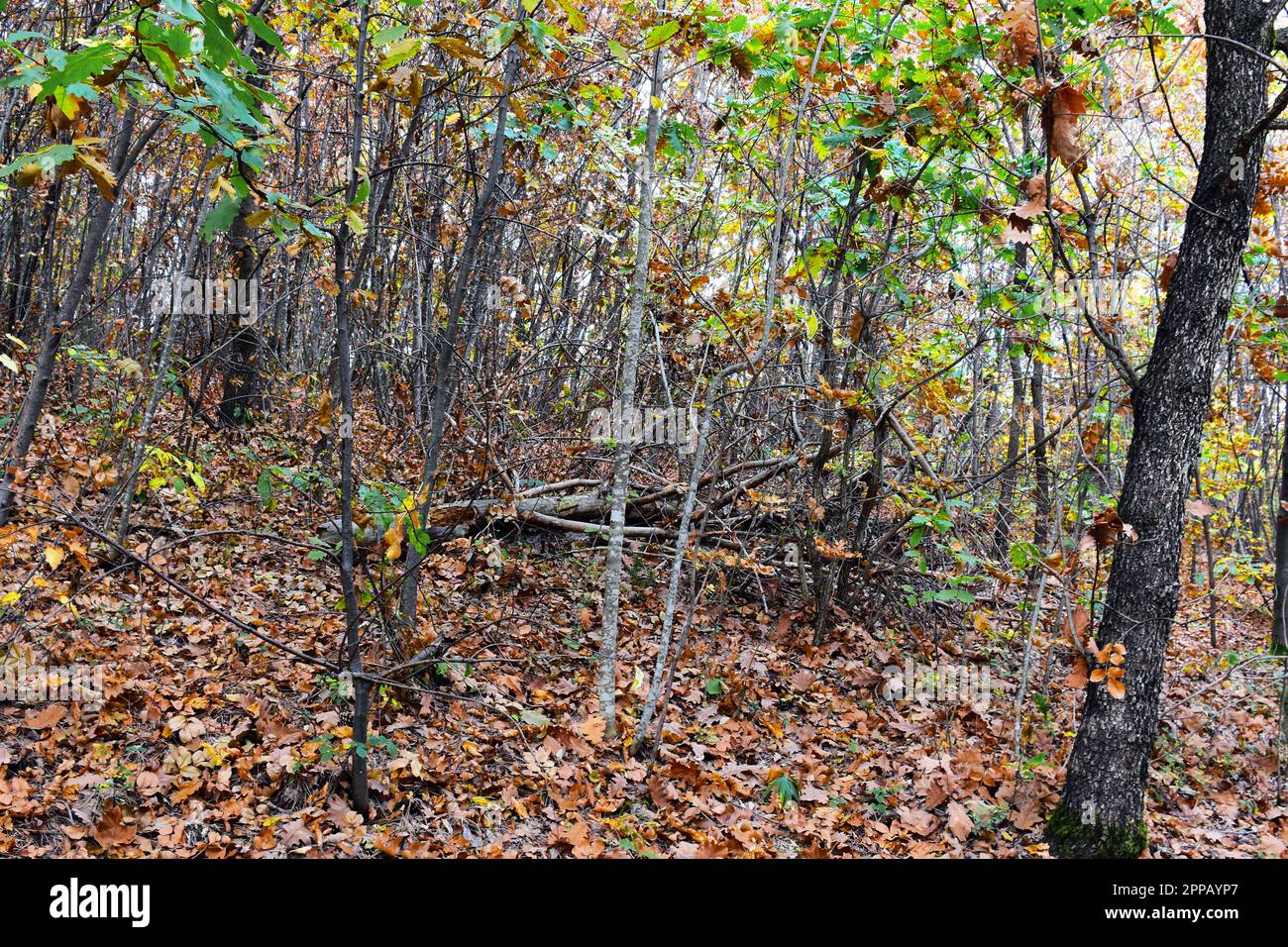 Inspiring decomposition decomposing fallen tree hi-res stock ...