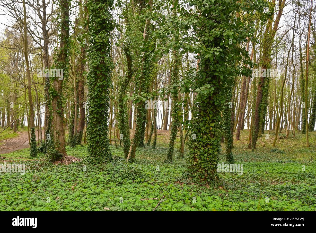 Trees entwined with common ivy (Hedera helix). Evergreen forest Stock ...