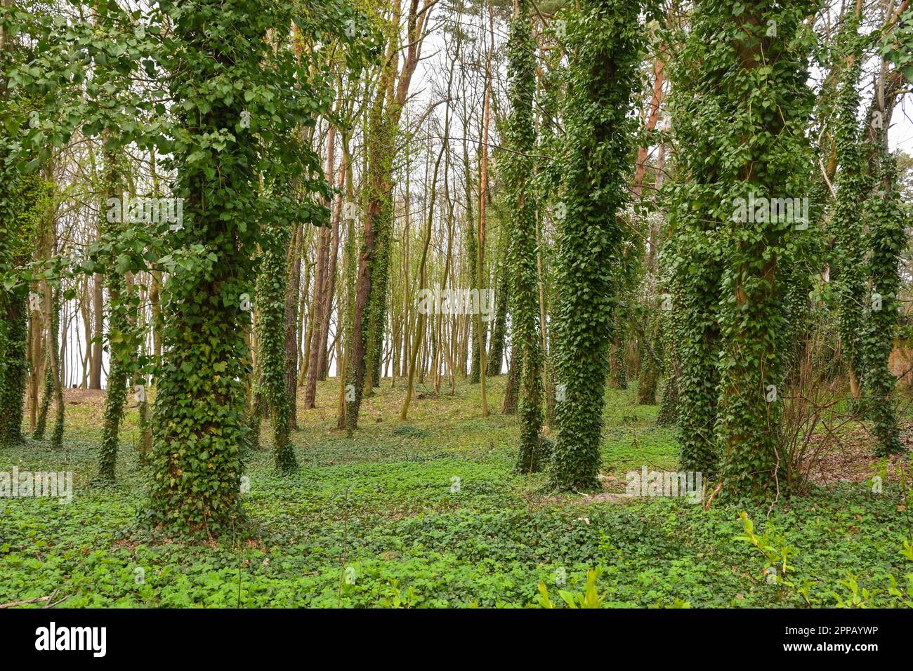 Trees entwined with common ivy (Hedera helix). Evergreen forest Stock ...