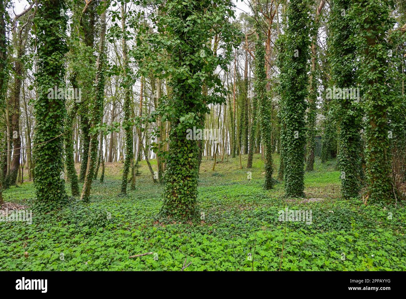 Trees entwined with common ivy (Hedera helix). Green forest Stock Photo ...